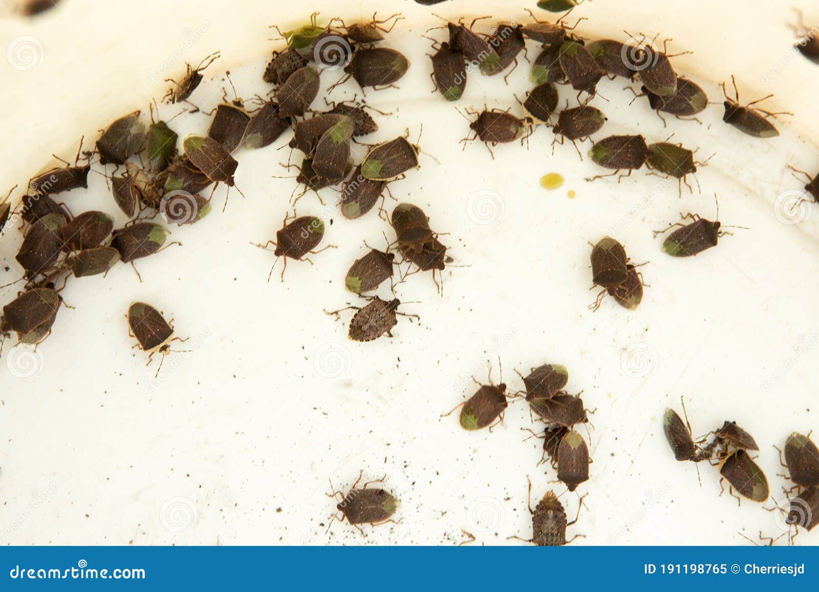Swarm of stink bugs stock image. Image of marmorated - 191198765