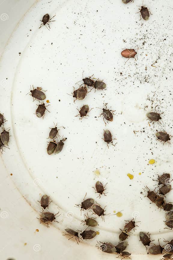 Swarm of stink bugs stock photo. Image of entomology - 191199004