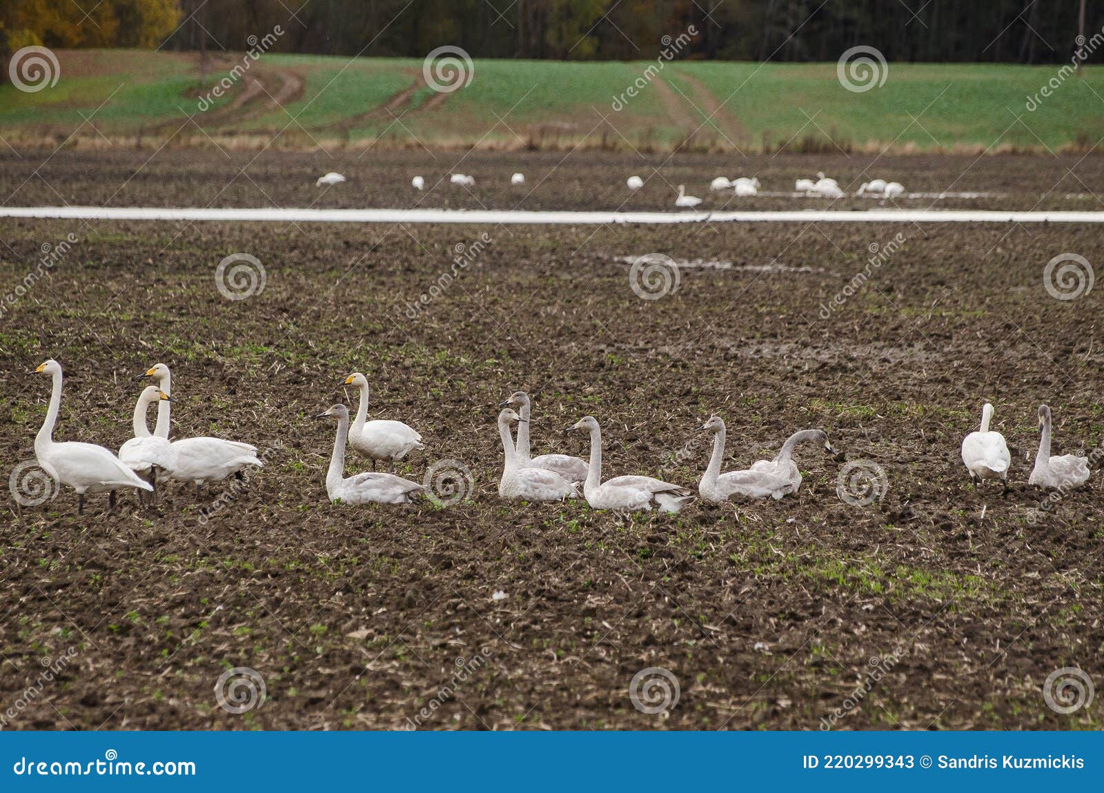 Swarm of Swans in the Field Stock Image - Image of weather, skrunda ...