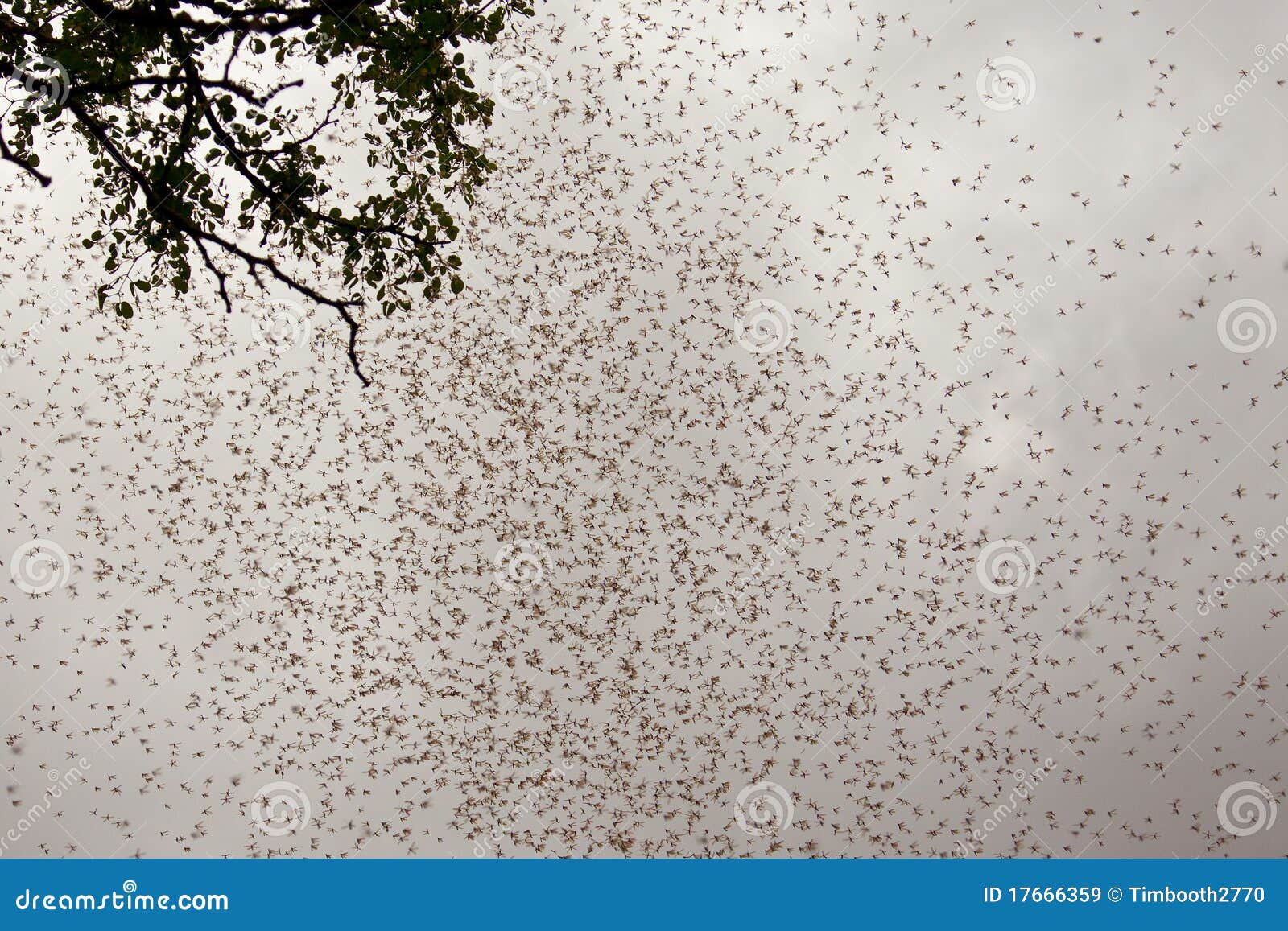 Swarm of termites stock image. Image of group, brown - 17666359