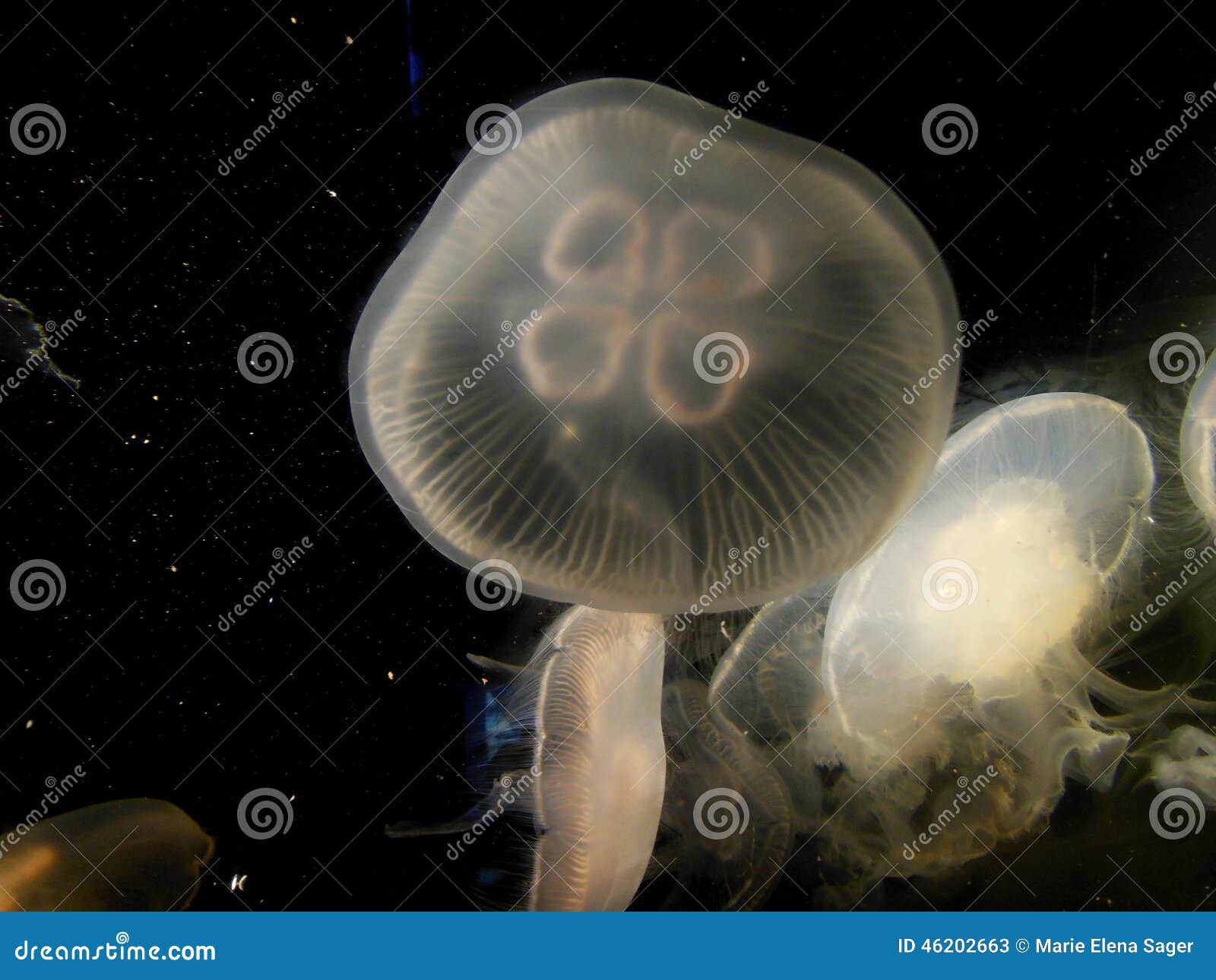 Swarm of Transparent Moon Jellyfish Stock Image - Image of ocean, bloom ... Swarm of Transparent Moon Jellyfish Stock Image - Image of ocean, bloom ...