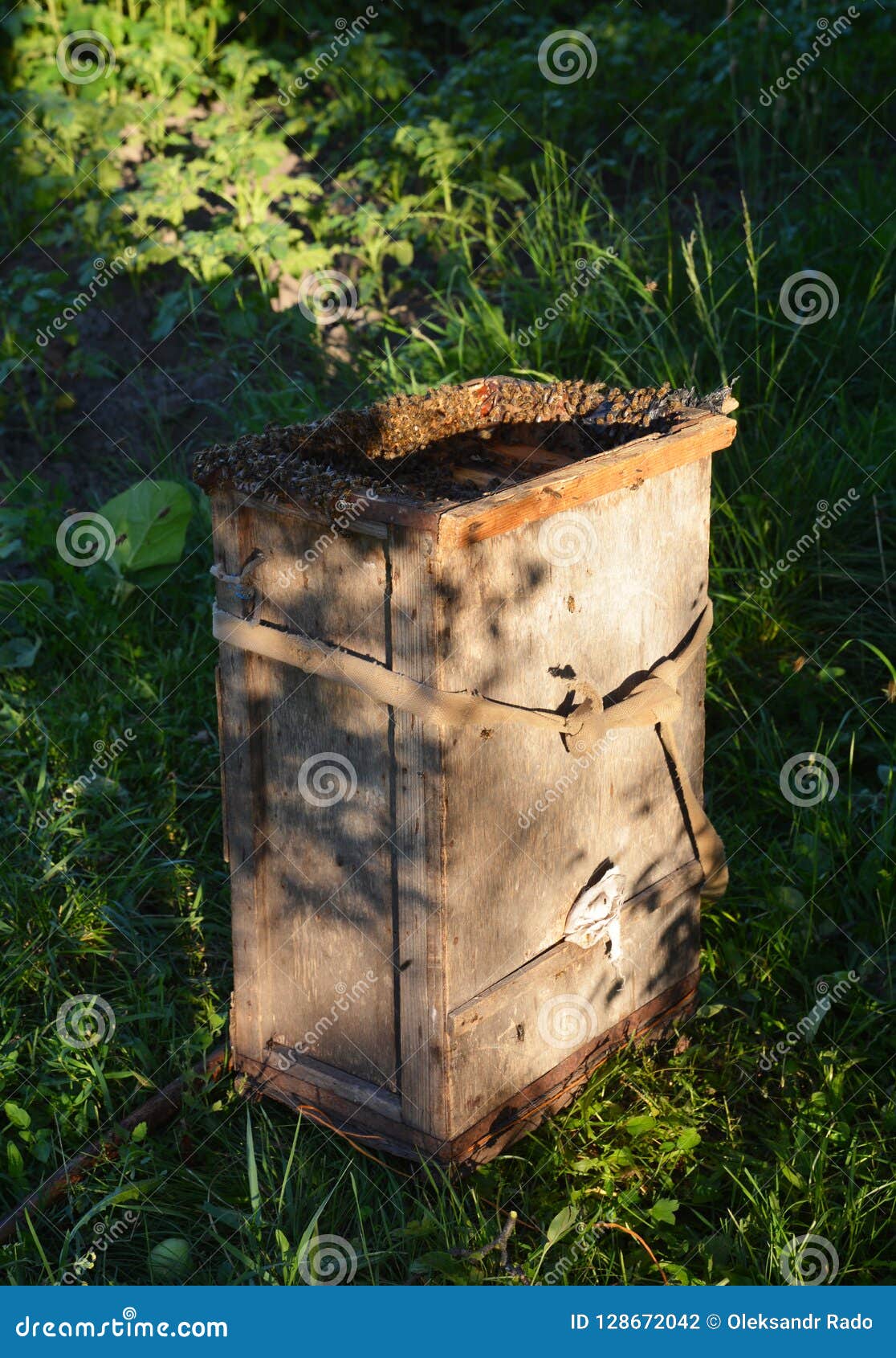 Swarm Trap. How To Catch a Bee Swarm and Install in Your Beehive Stock ...