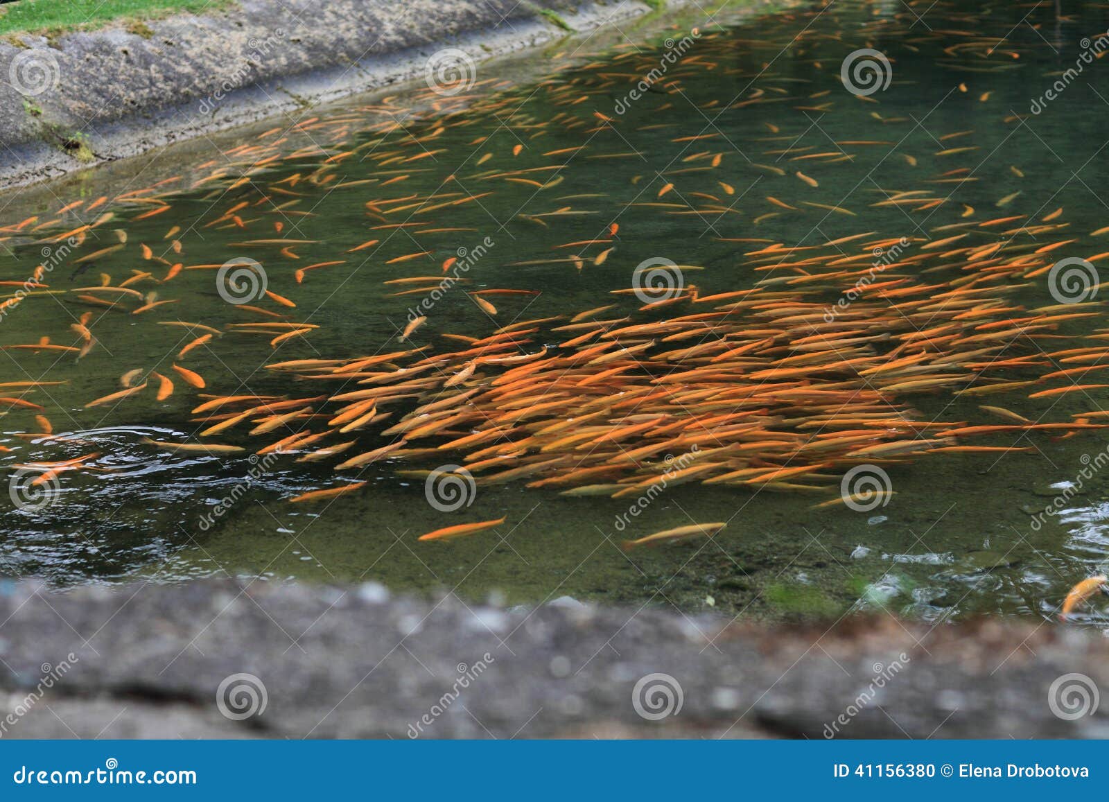Swarm of trout stock photo. Image of underwater, nature - 41156380