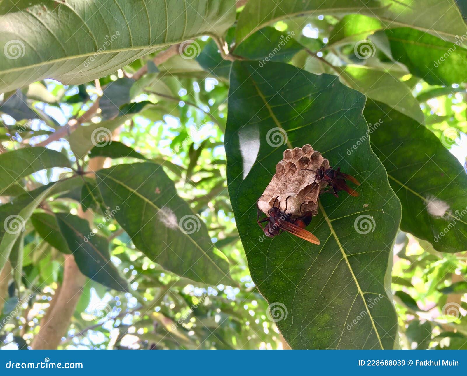 Swarm Of Wasps Around The Wasp Nest On Tree Royalty-Free Stock ...