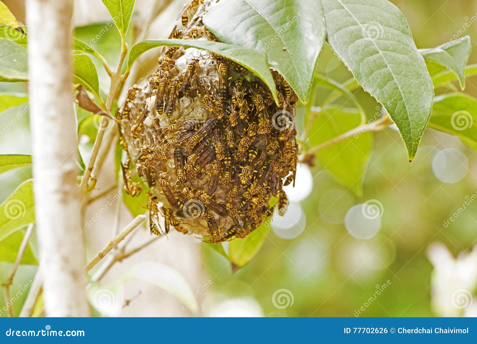 Swarm Of Wasps Around The Wasp Nest On Tree Royalty-Free Stock ...