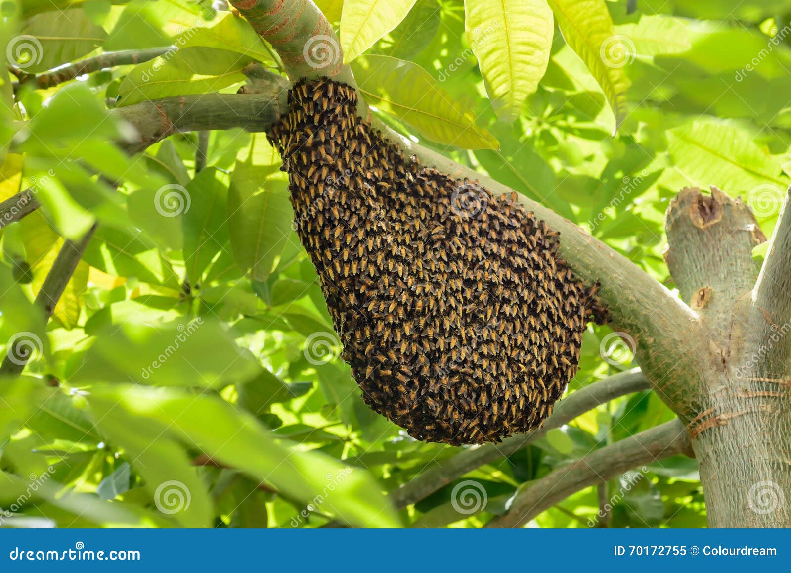 Swarm of wasps stock image. Image of organism, tree, poisonous - 70172755