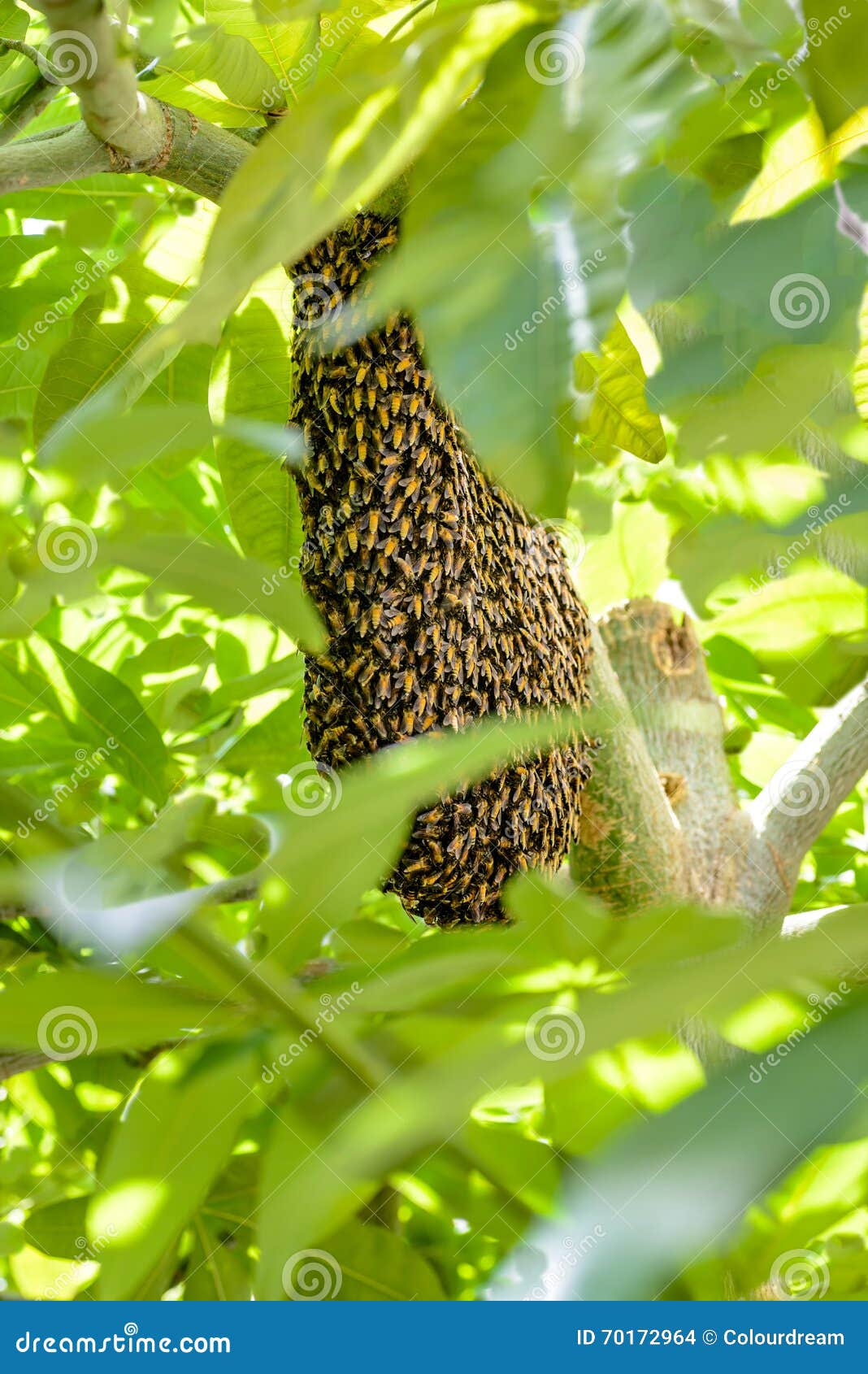 Swarm Of Wasps Gorging On A Rotten Apple Royalty-Free Stock Photography ...