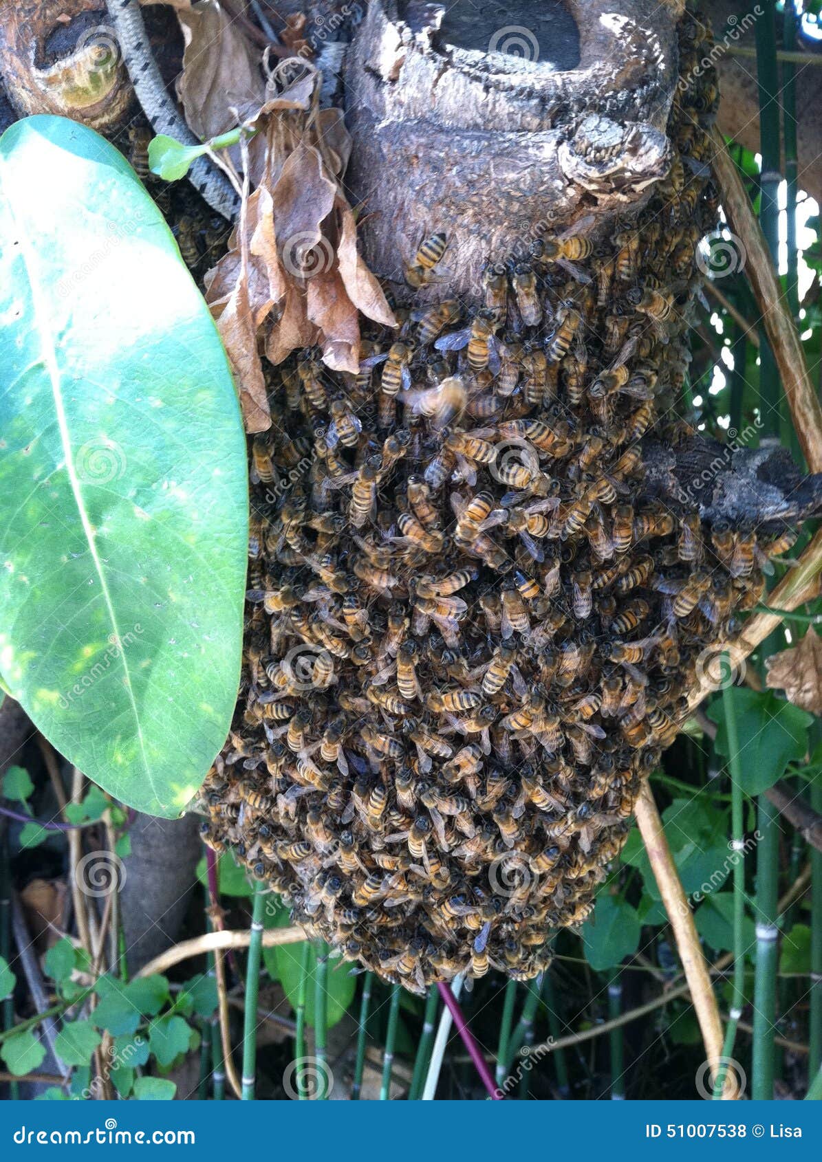 Swarmed with bees stock photo. Image of beehive, bees - 51007538