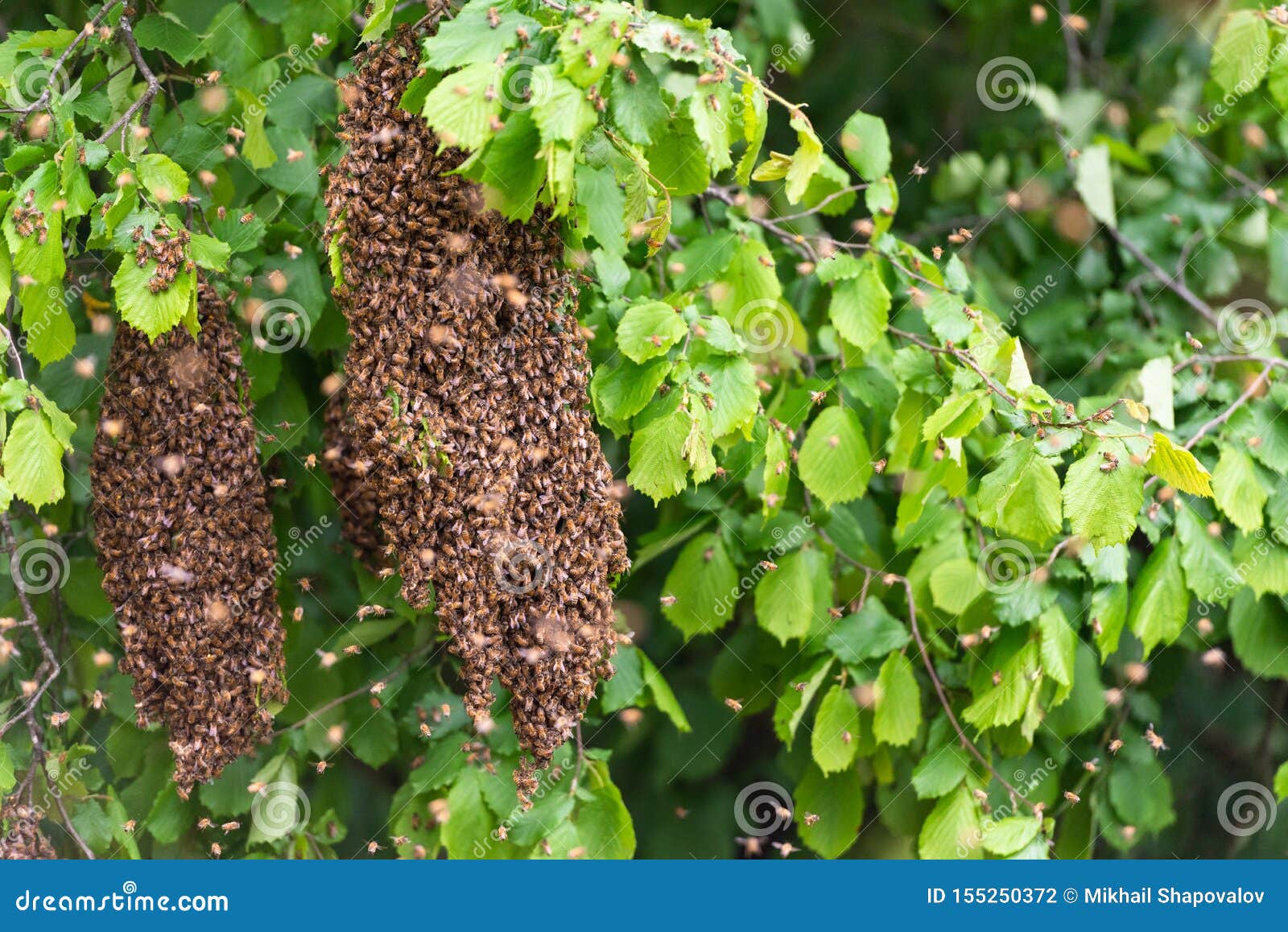 Swarming Bees. Formation Of A New Colony Family Bees On A Branch Of A ...