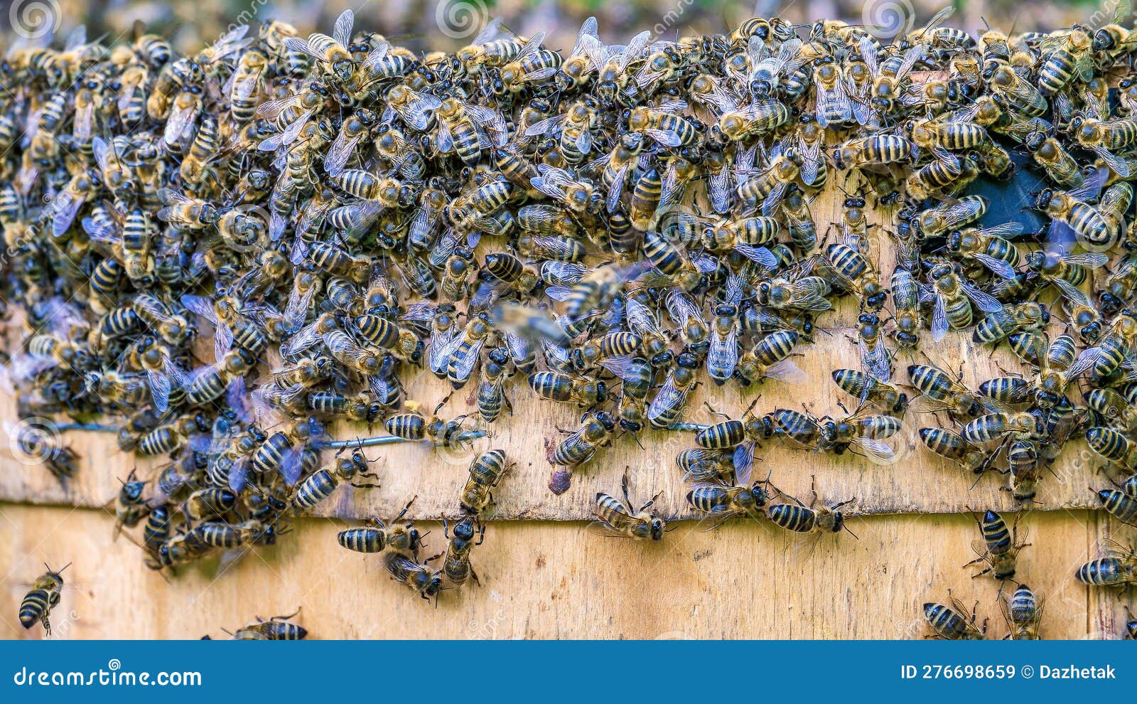 Swarming Bees. Formation Of A New Colony Bees On A Branch Of A Black ...