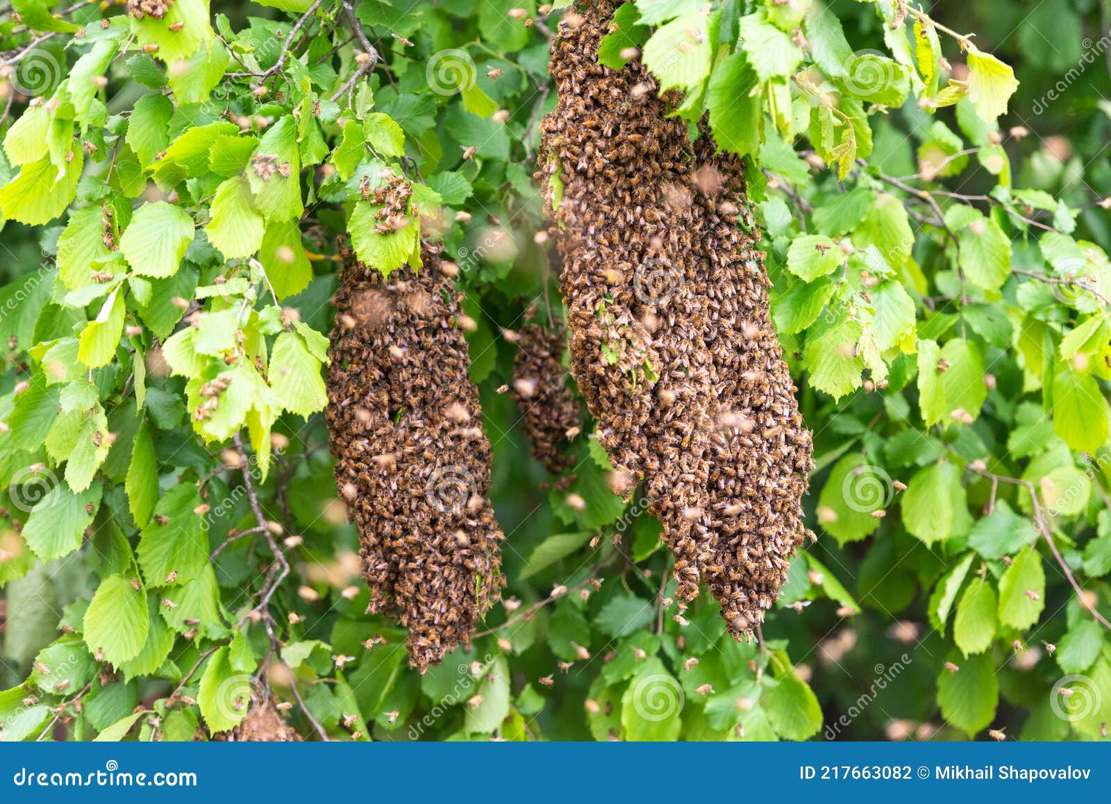 Swarming Bees. Formation Of A New Colony Family Bees On A Branch Of A ...