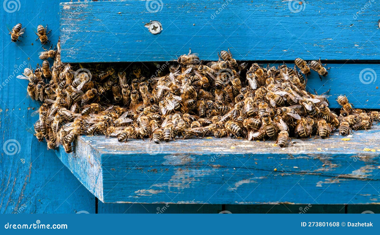 Swarming Bees. Very Many Bees on the Surface of the Hive in Spring ...