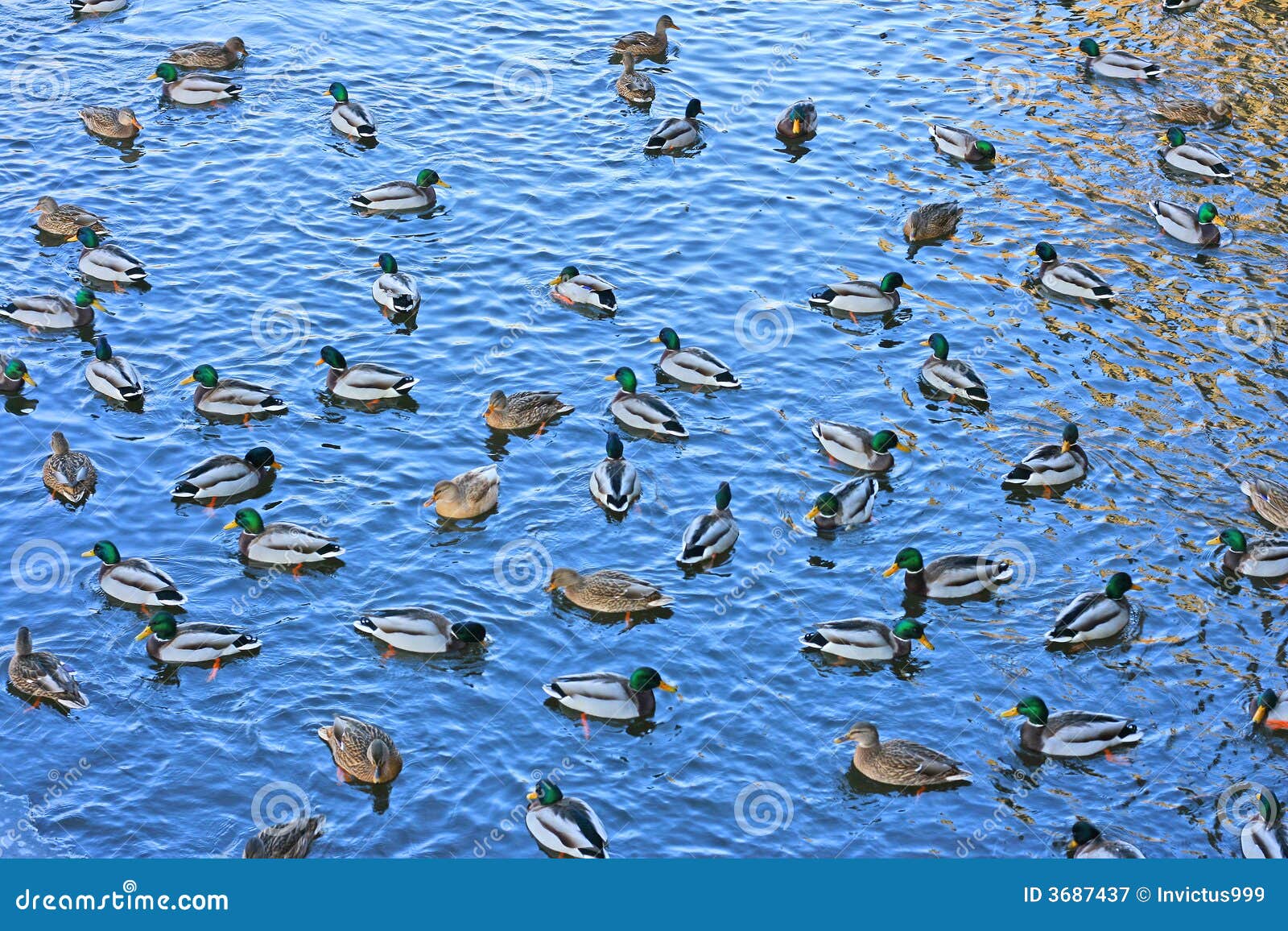 Swarming Crowd of Adorable Cute Ducks Stock Image - Image of community ...