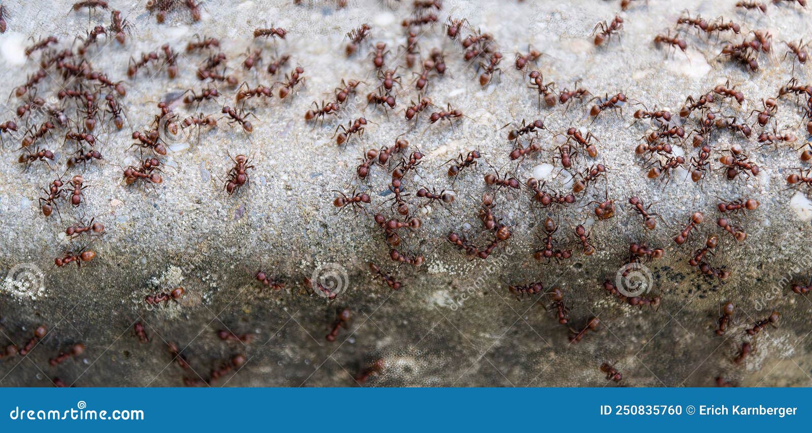 Swarming fire ants stock photo. Image of creepy, garden - 250835760