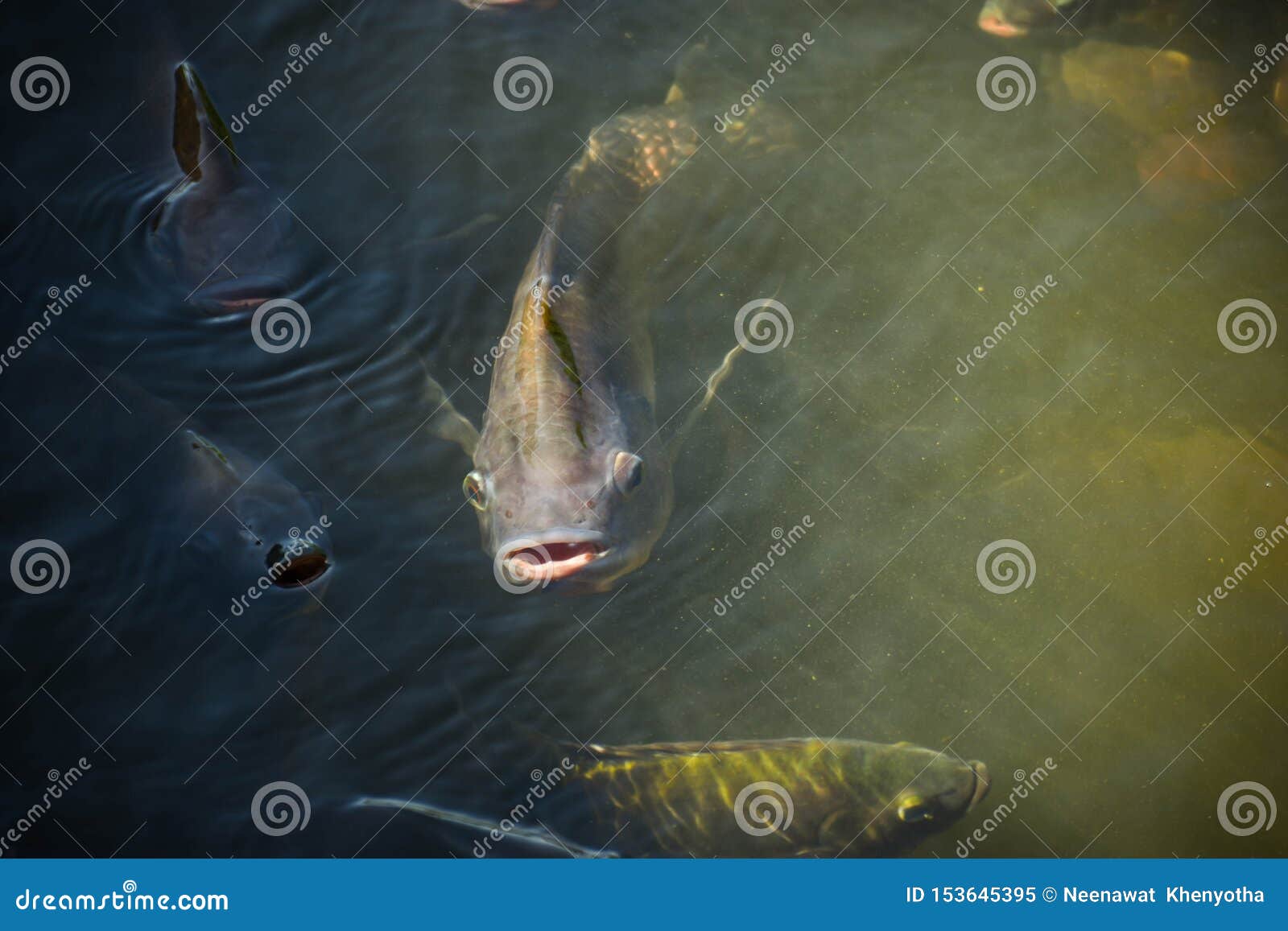 Swarming fish stock image. Image of lake, animal, animals - 153645395