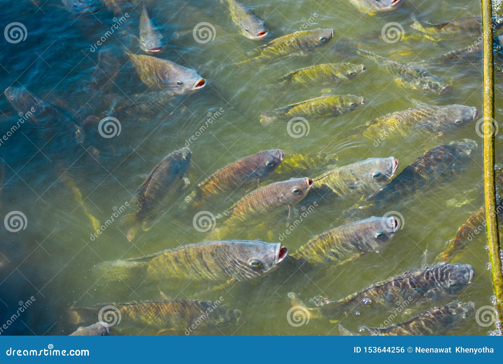 Swarming fish stock photo. Image of fish, cyprinidae - 153644256