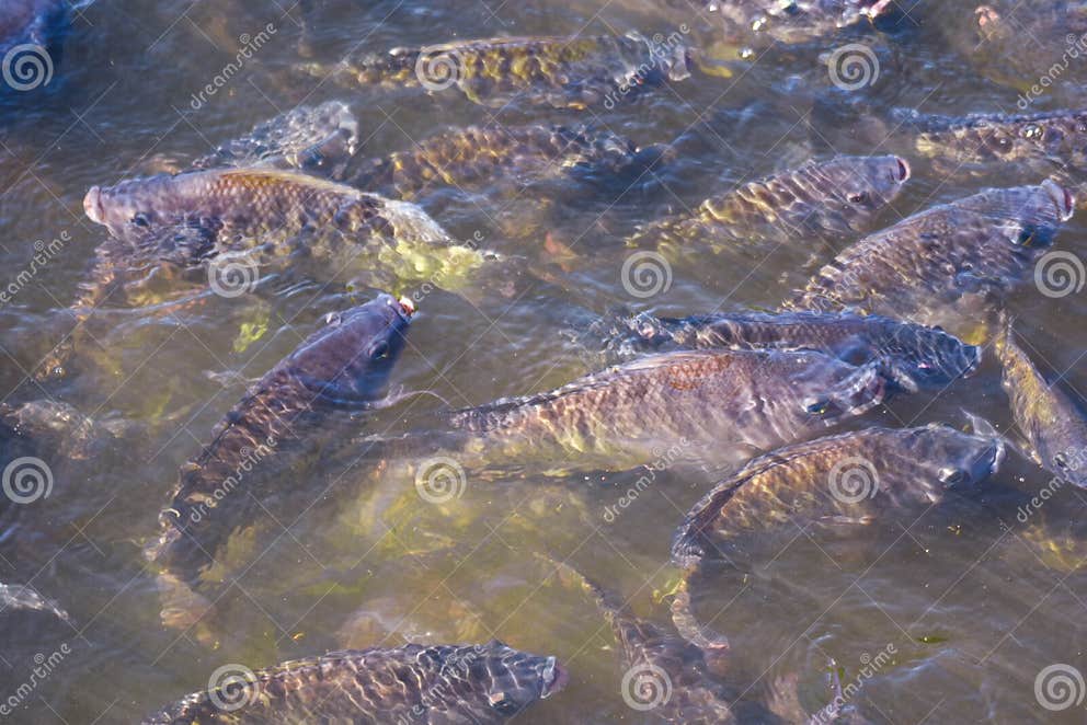 Swarming fish stock photo. Image of carp, fishery, cuisine - 153645048