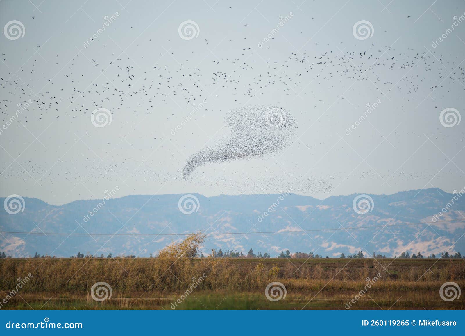 Swarming Flock of Blackbirds Stock Image - Image of animal, flight ...