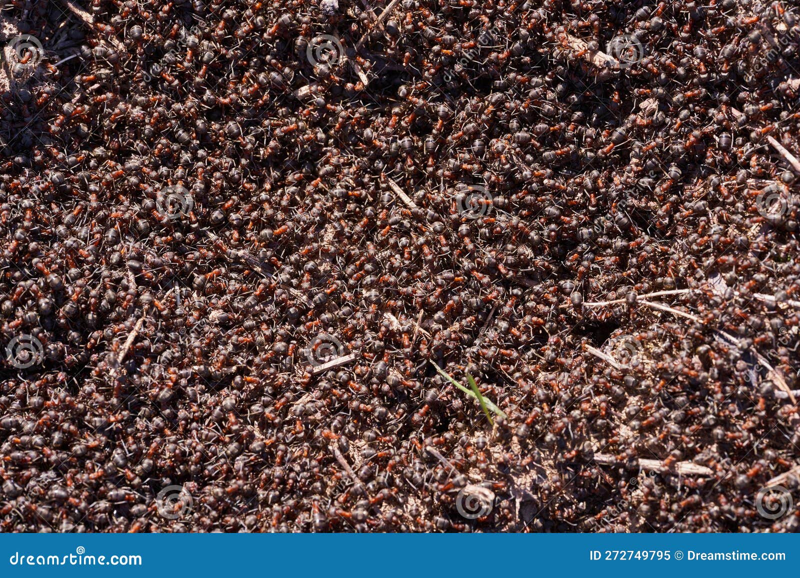 Swarming nest of ants stock image. Image of swarm, pest - 272749795