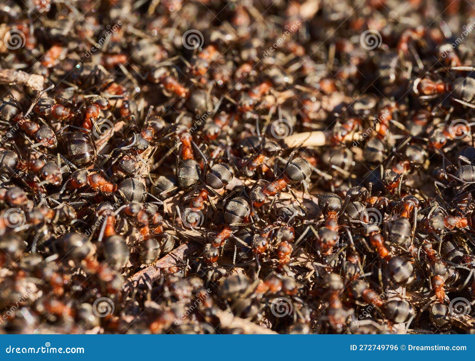 Swarming nest of ants stock photo. Image of black, outdoor - 272749796