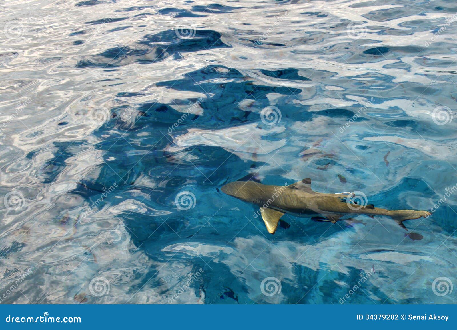 Swarming Sharks Stock Photos - Free & Royalty-Free Stock Photos from ...