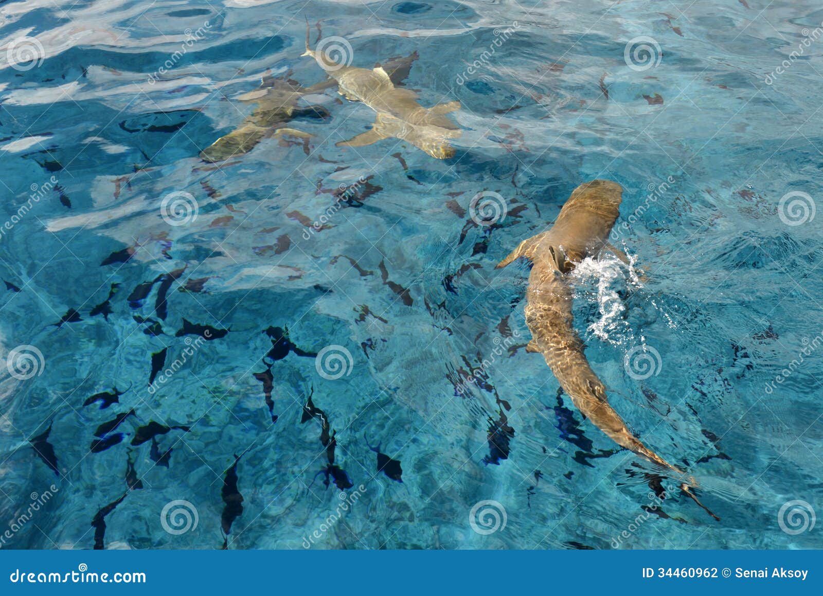 Swarming Sharks stock photo. Image of marine, animal - 34460962
