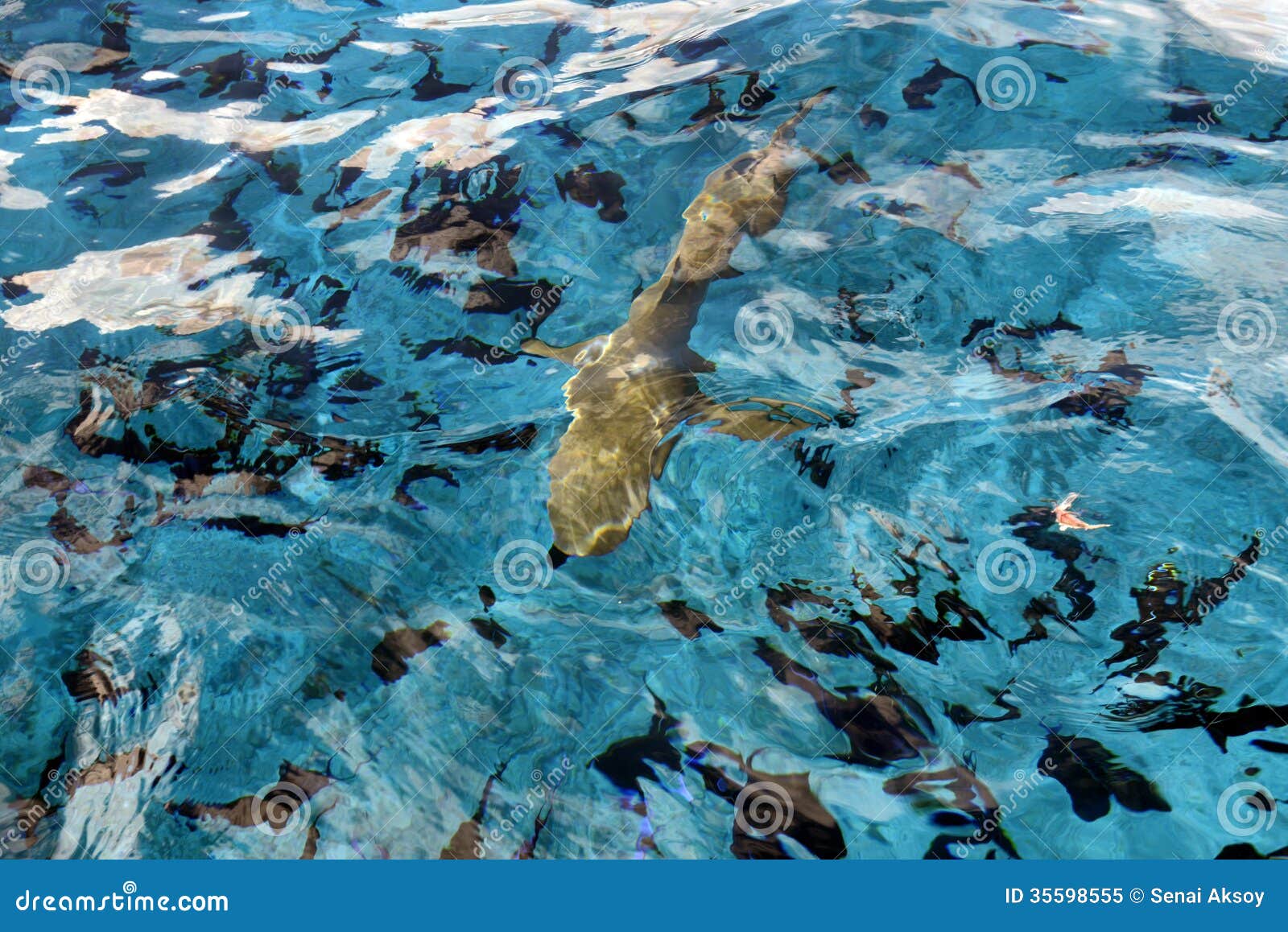 Swarming Sharks stock image. Image of marine, danger - 35598555