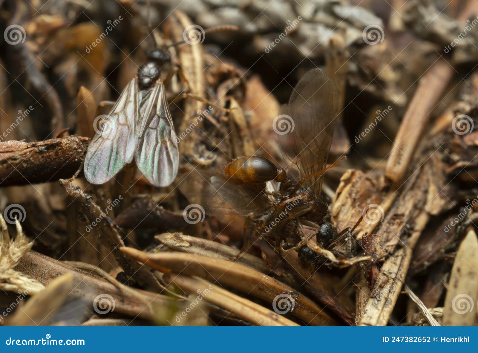 Swarming Winged Myrmica Ants Stock Photo - Image of wild, arthropods ...