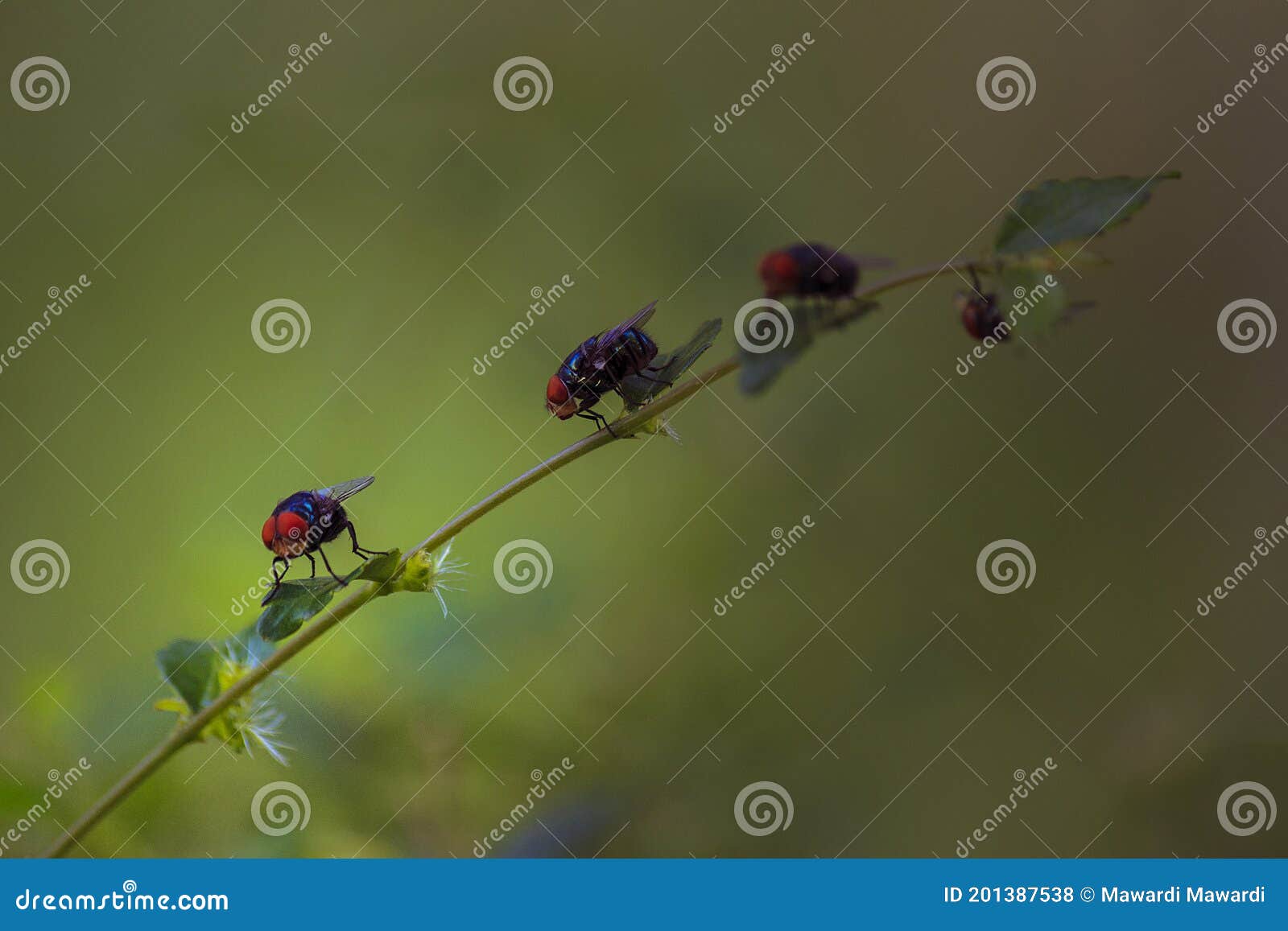 Flies Standing On Red Green Leaf Stock Image | CartoonDealer.com #32335399