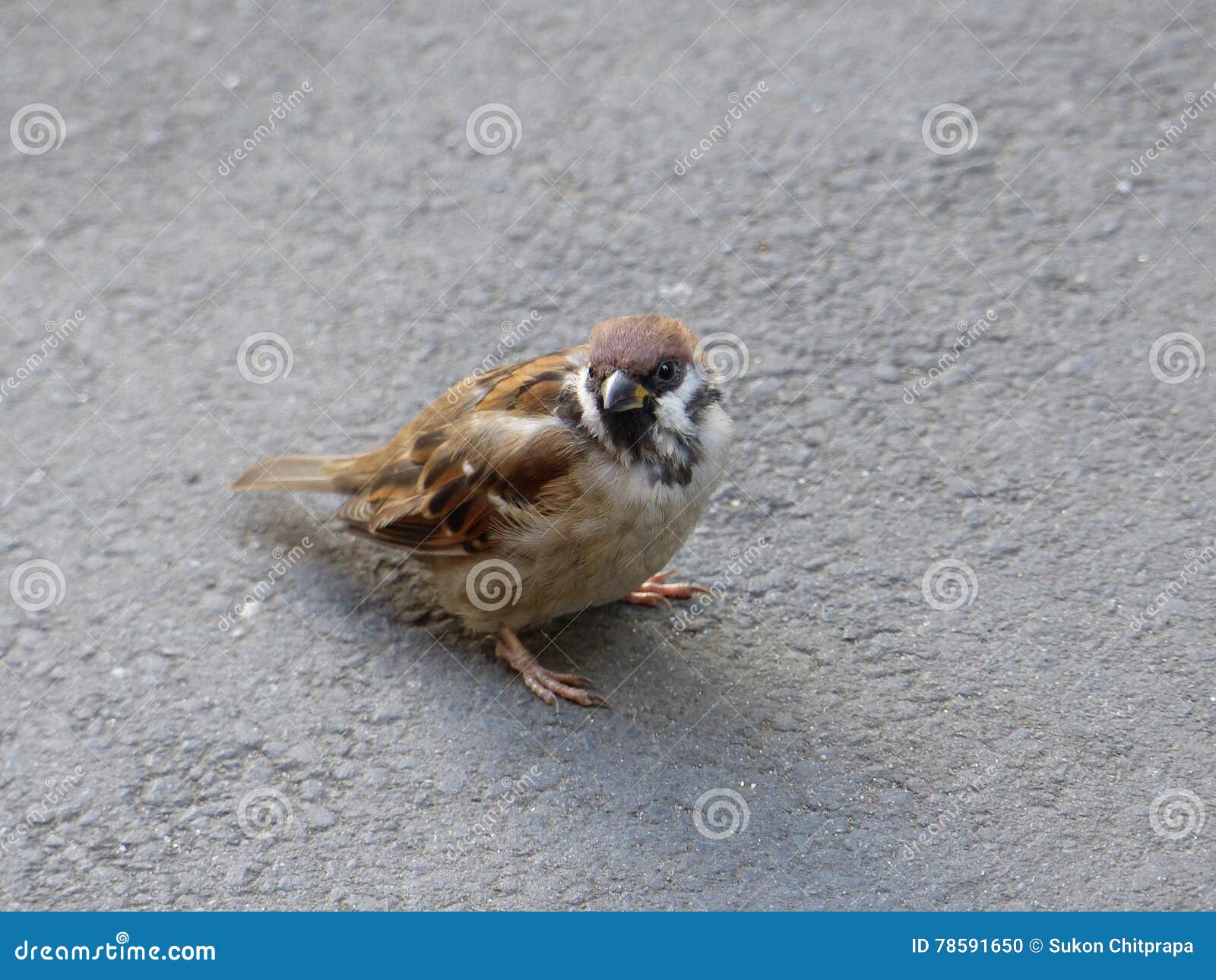 Swarrow stock photo. Image of beauty, winter, bird, japan - 78591650
