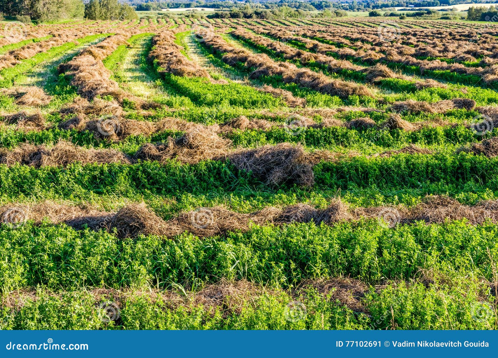 Swathed Cereal Grasses Hay Field Stock Image - Image of crop, outdoor ...