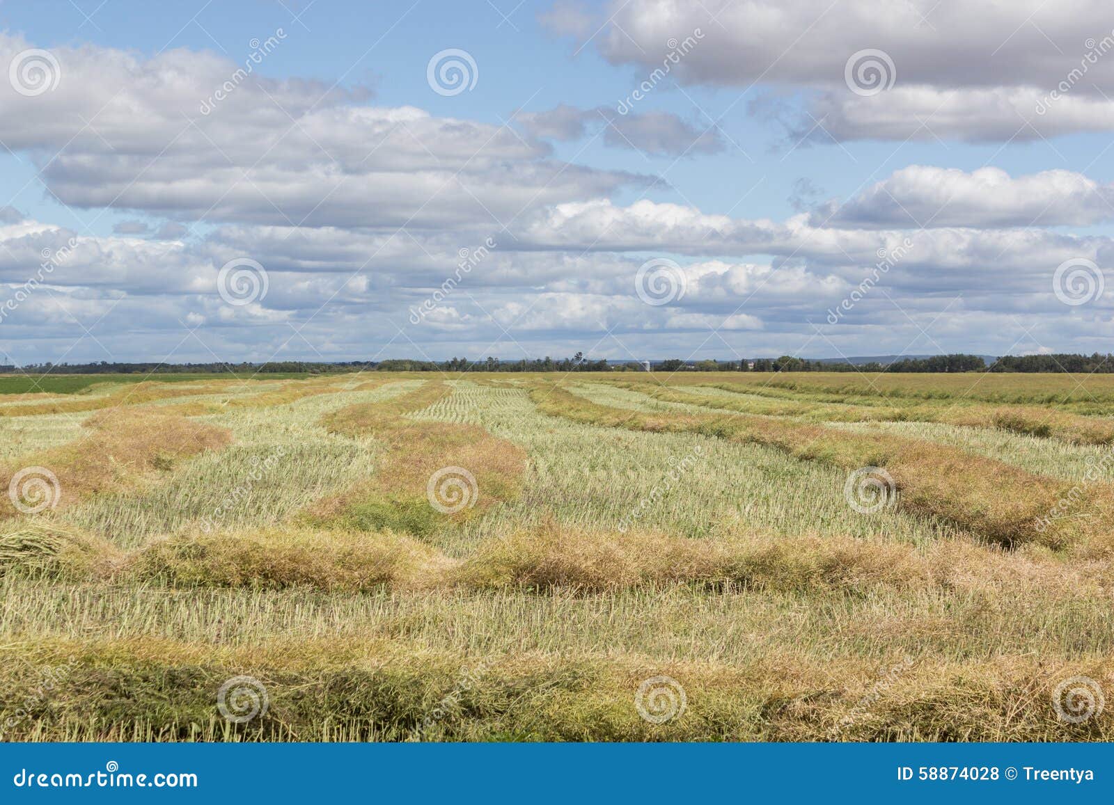 Swathed crop field stock photo. Image of harvesting, field - 58874028