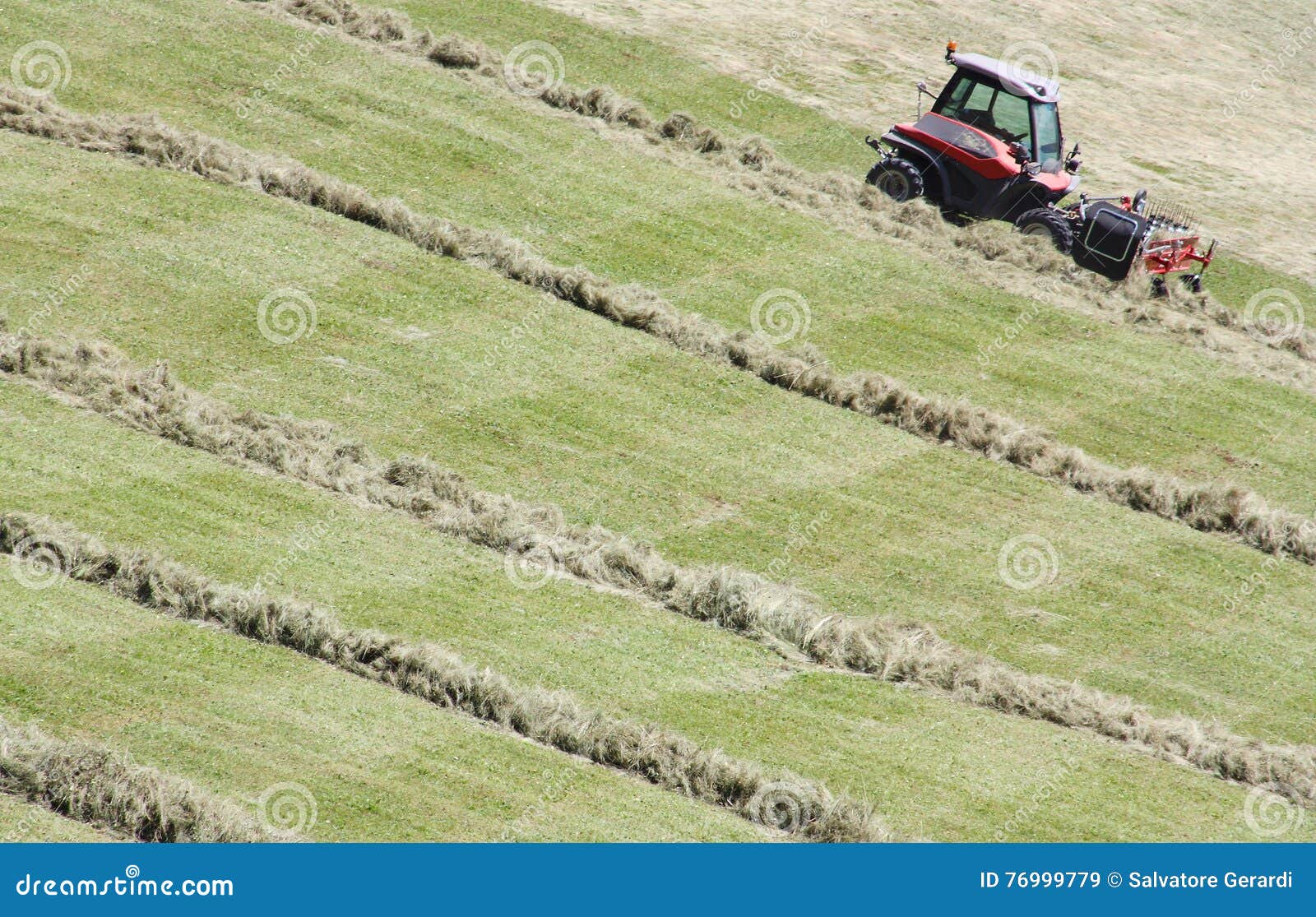 Swather Windrower and Rows of Cut Hay Windrow Stock Image - Image of ...