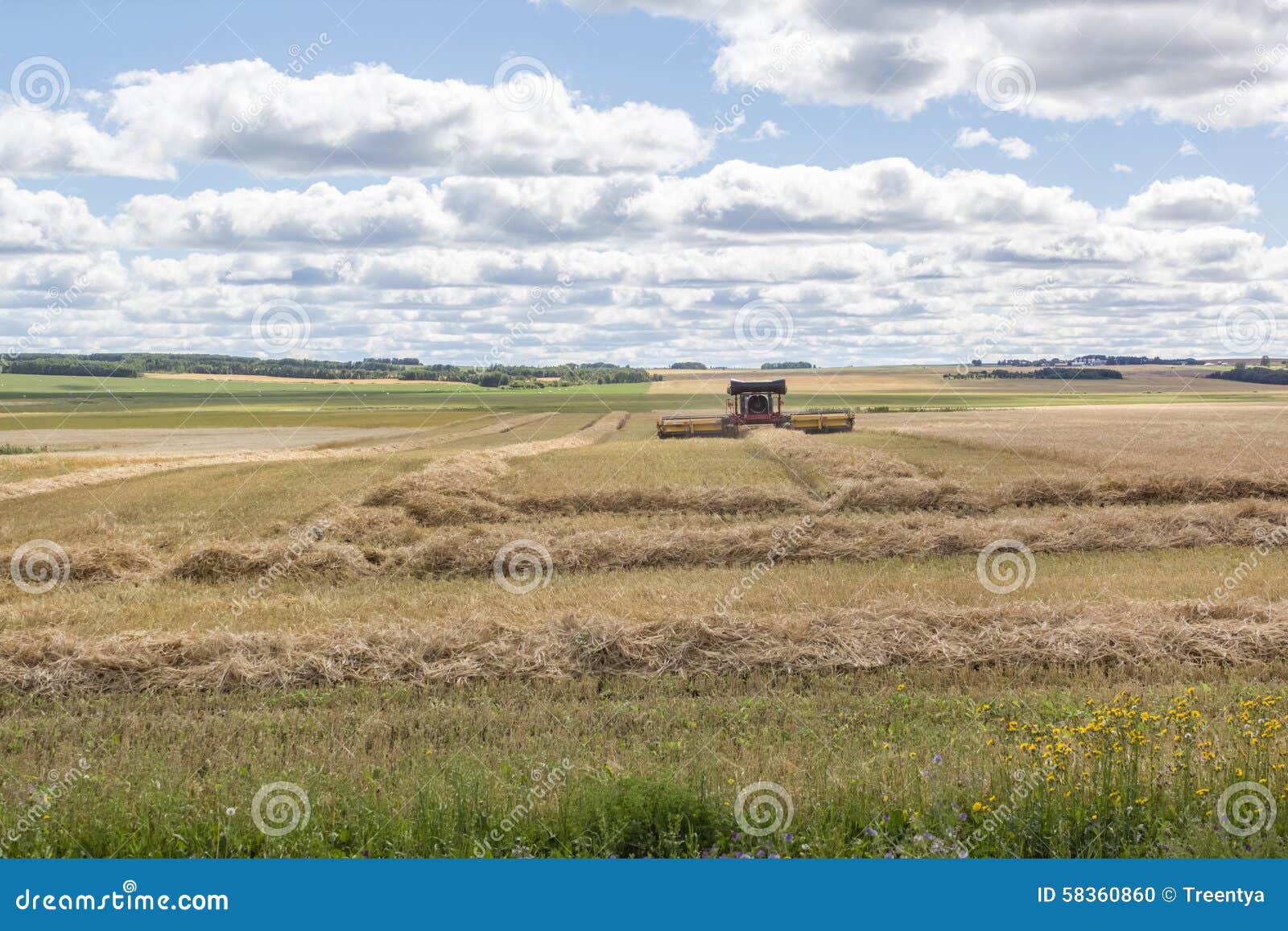 Swathing stock photo. Image of farmland, crop, implements - 58360860