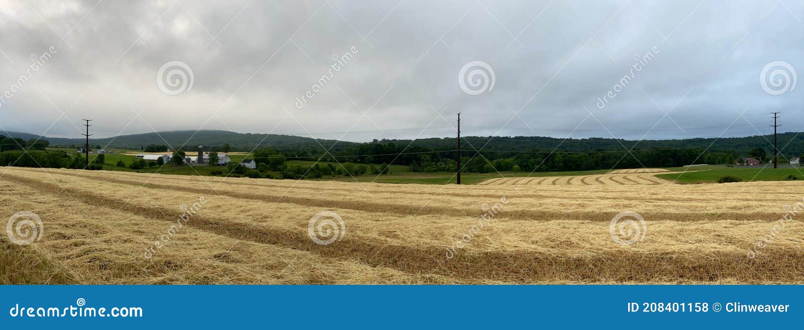 Swaths of Wheat on the Ground Stock Photo - Image of swath, cereal ...