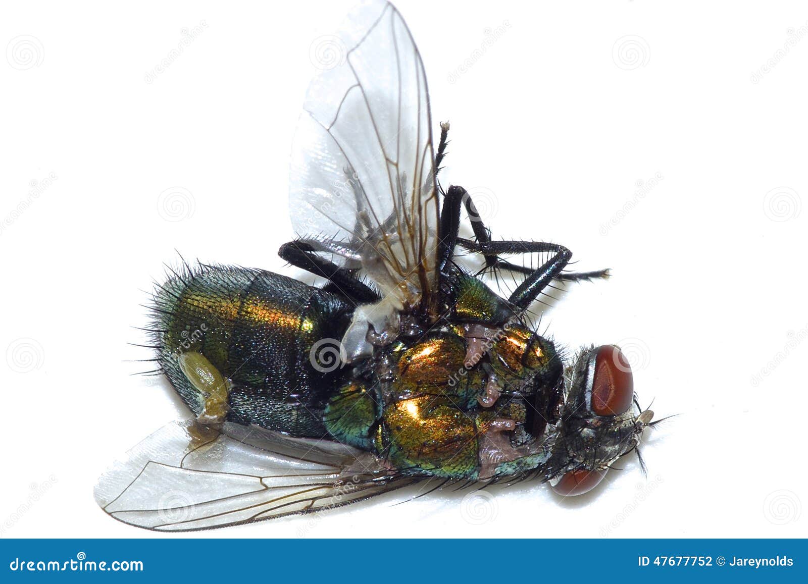 Swatted Fly stock photo. Image of trash, pest, swatter - 47677752