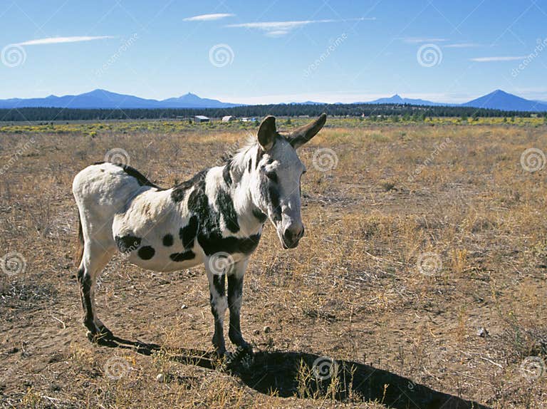 Swaybacked donkey stock image. Image of equine, burden - 17946081