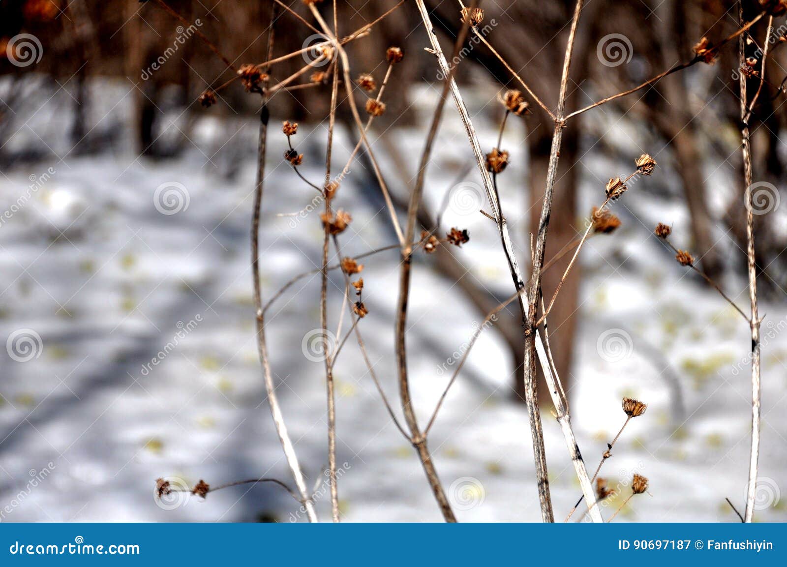 The swaying branches stock image. Image of waiting, swaying - 90697187