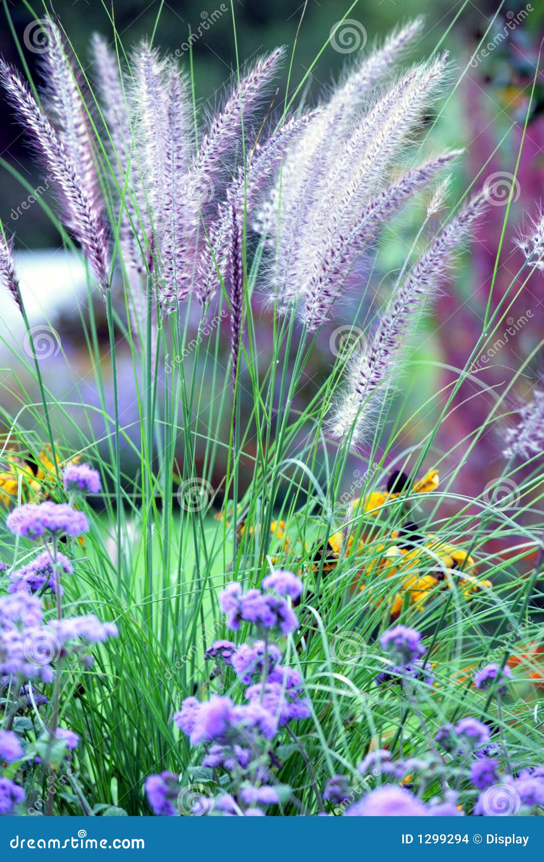 Swaying grass stock photo. Image of gardening, green, swaying - 1299294