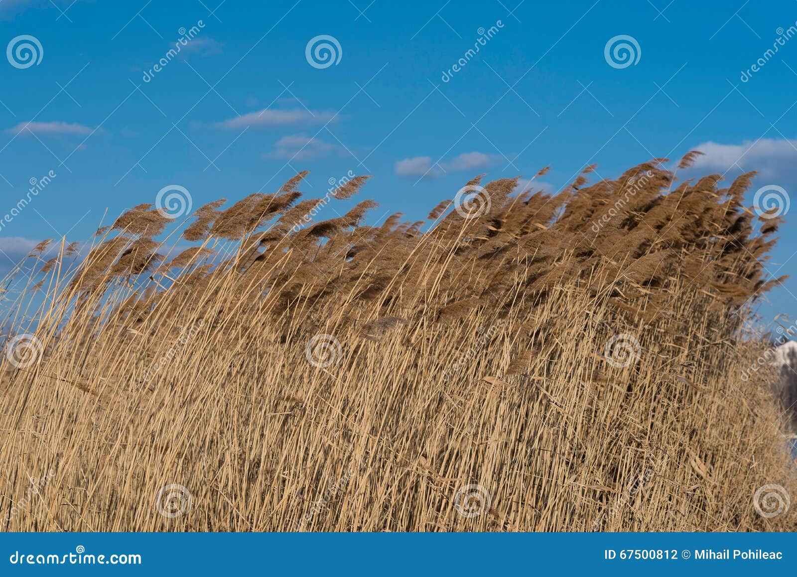 Swaying Reeds Under Blue Sky. Stock Photo - Image of outdoor, weather ...