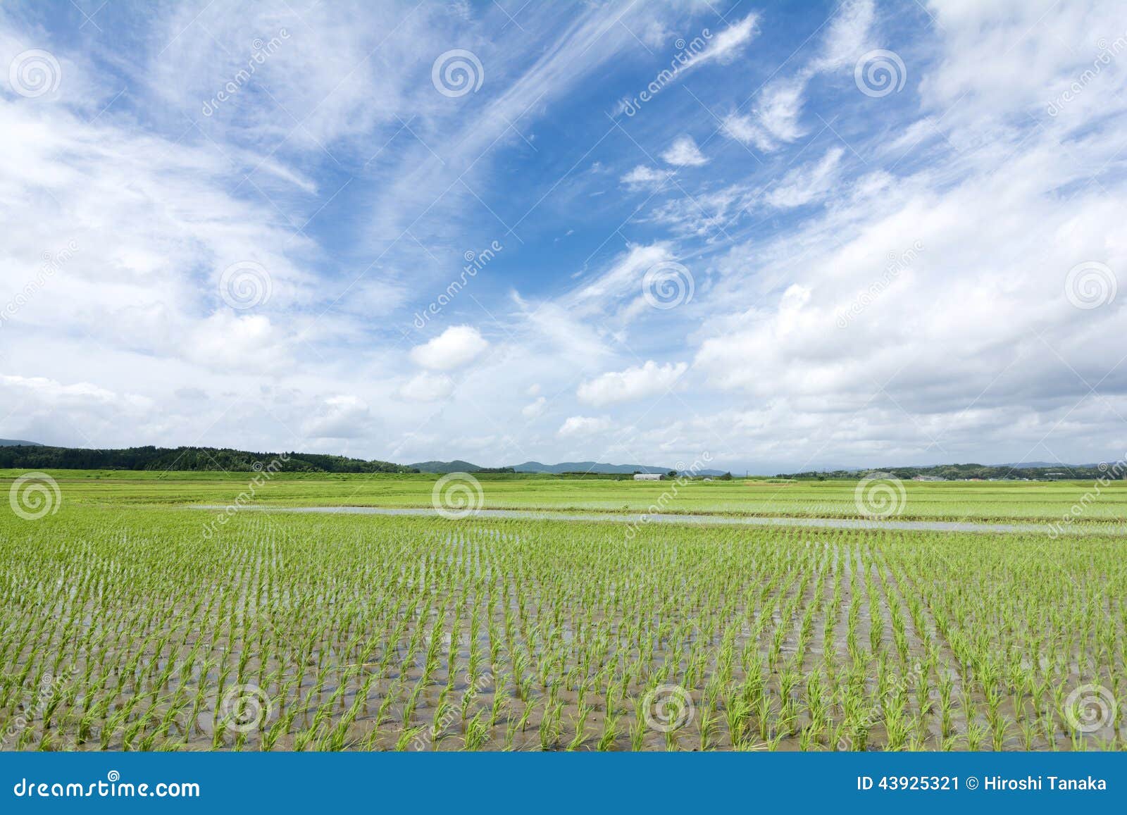 Swaying rice field and sky stock image. Image of summer - 43925321