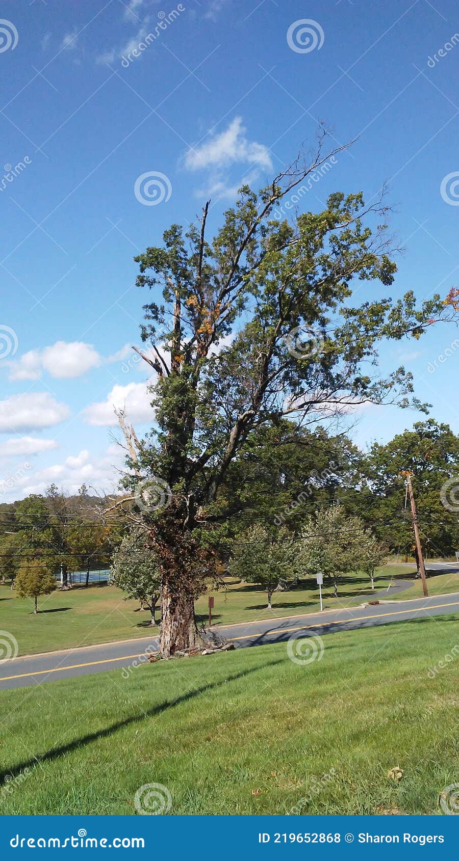 The Swaying Tree stock photo. Image of property, beutiful - 219652868