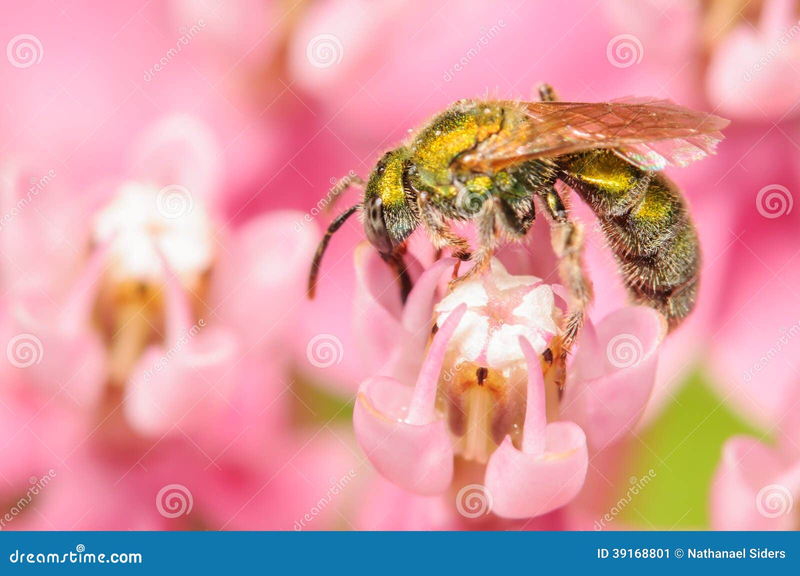 Sweat Bee stock image. Image of summer, spring, park - 39168801