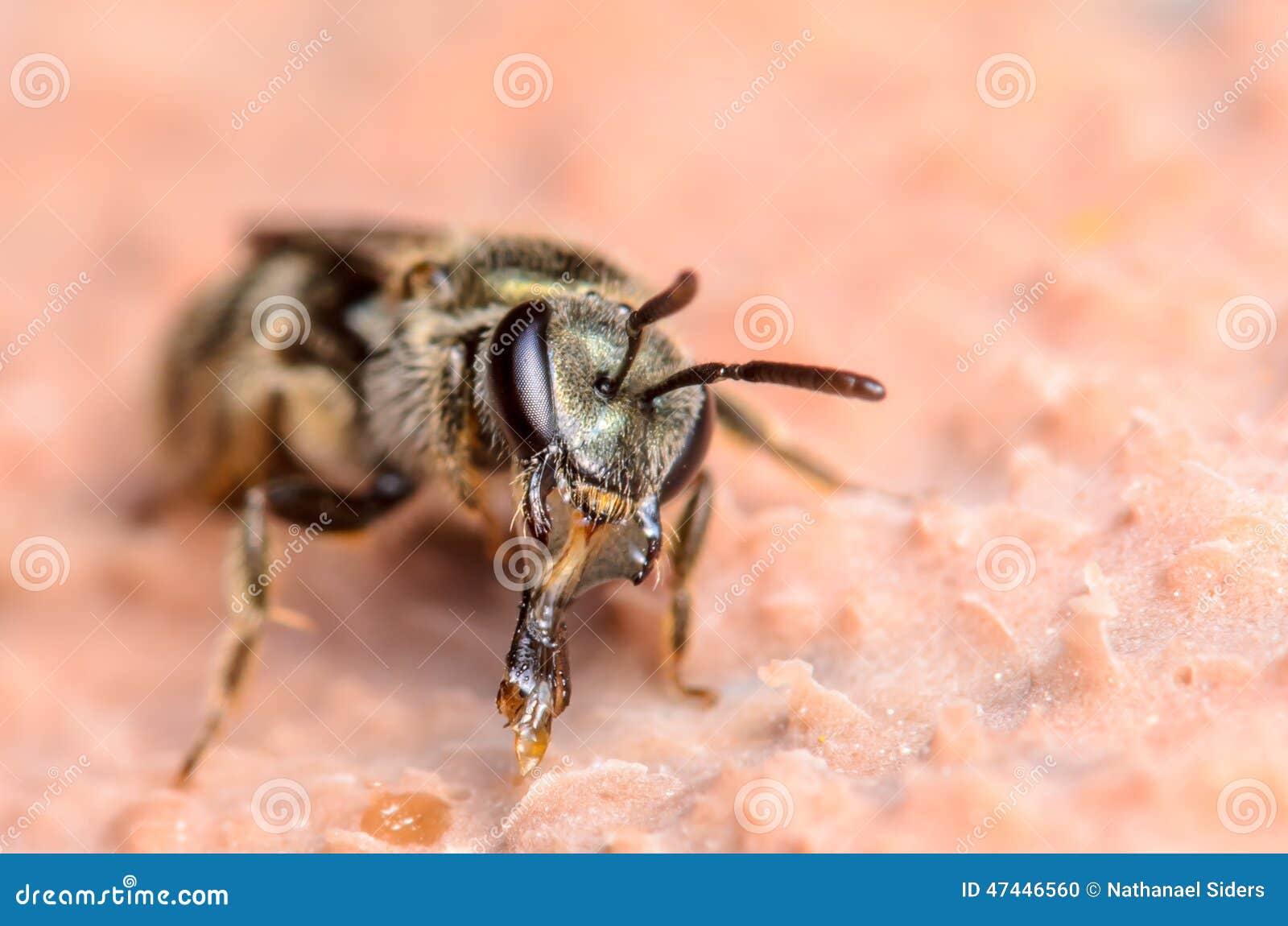 Sweat Bee stock photo. Image of portrait, parts, blue - 47446560