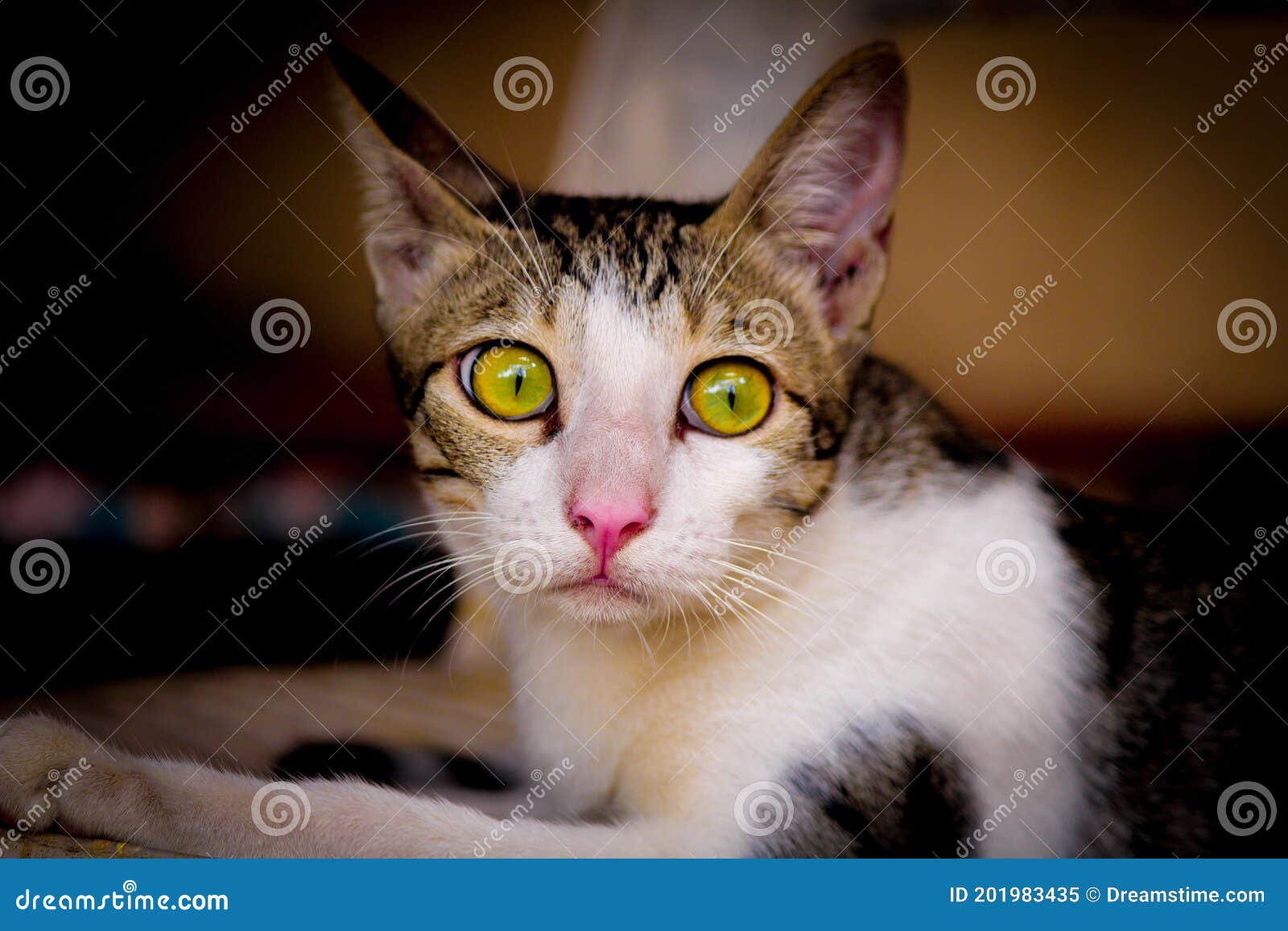 Sweat cat stock image. Image of sweeat, beutiful, gorgeous - 201983435