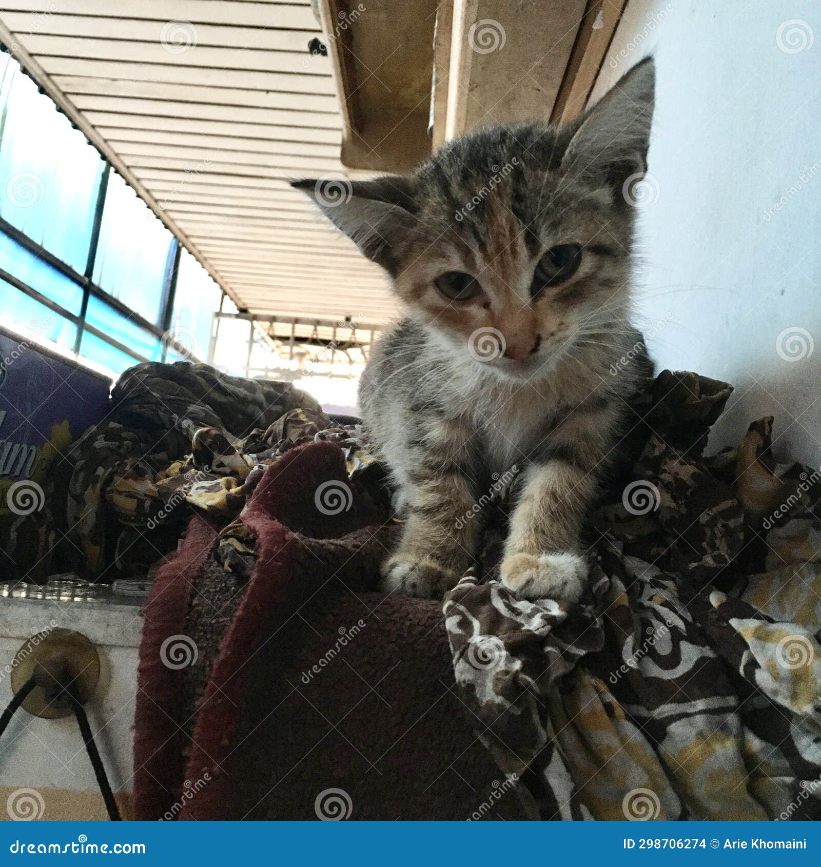 Sweat cute child cat face stock photo. Image of adorable - 298706274
