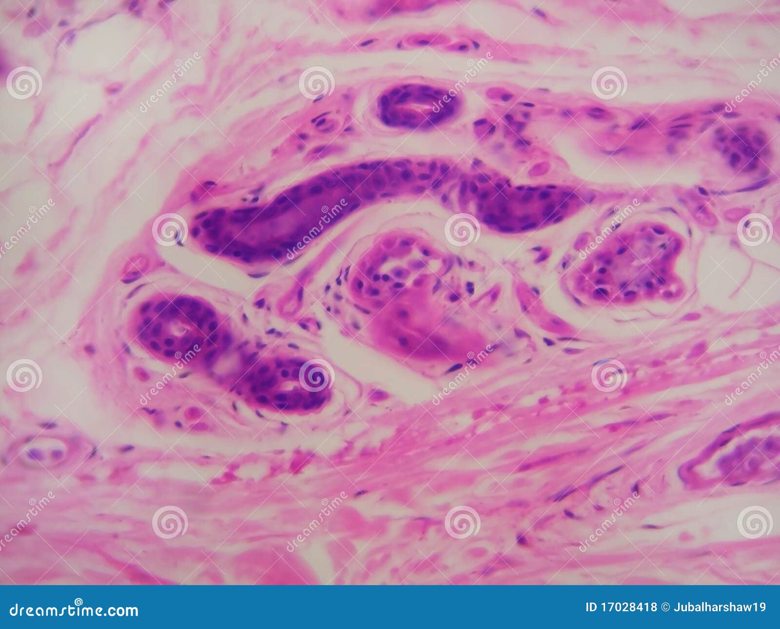 Sweat gland HP stock photo. Image of microscope, histological - 17028418