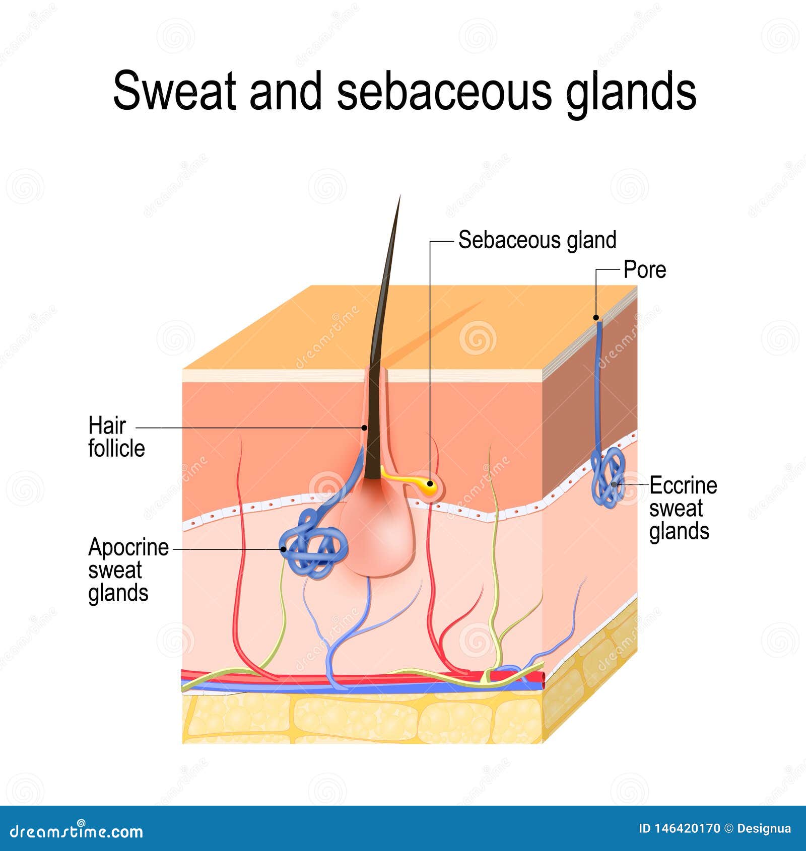 Sweat Glands Apocrine, Eccrine and Sebaceous Gland. Cross Section of ... Sweat Glands Apocrine, Eccrine and Sebaceous Gland. Cross Section of ...