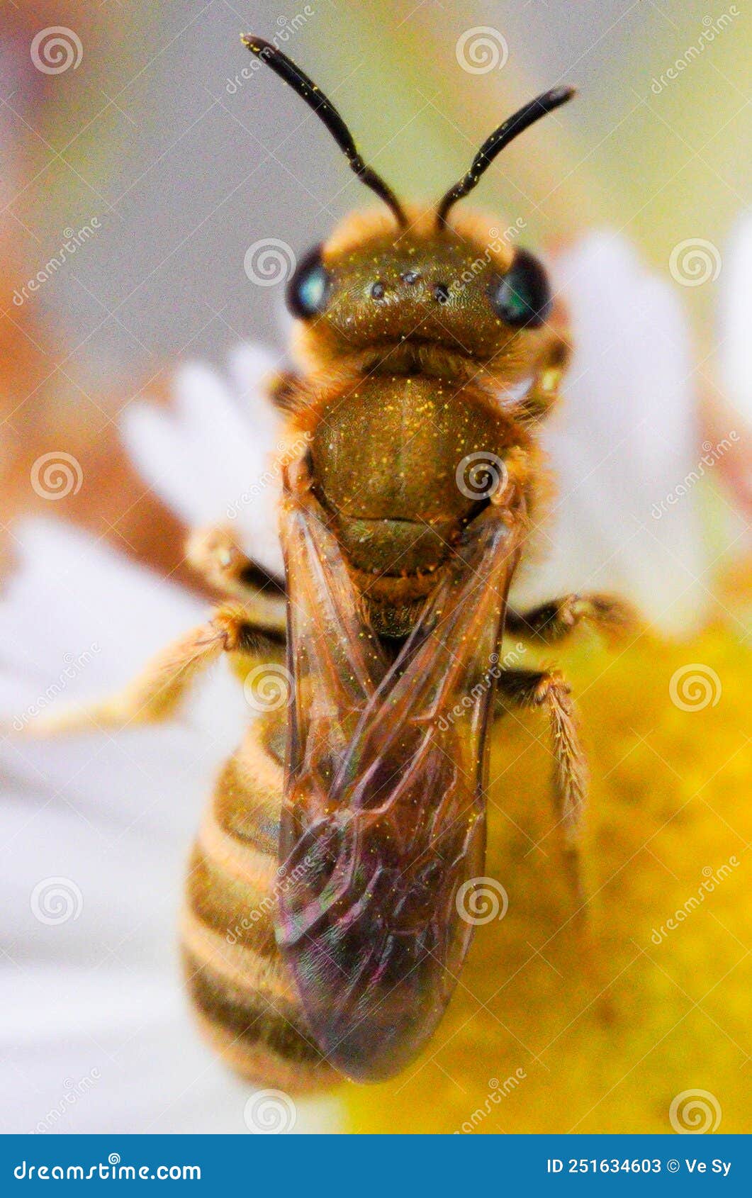 Sweat Bee from Above stock image. Image of honeybee - 251634603