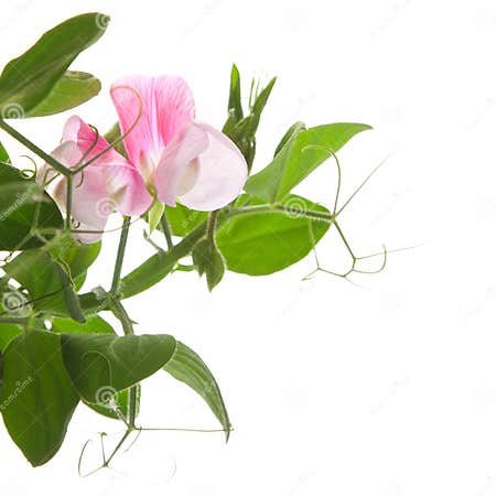 Sweat pea stock photo. Image of isolated, fragrant, climber - 19586106